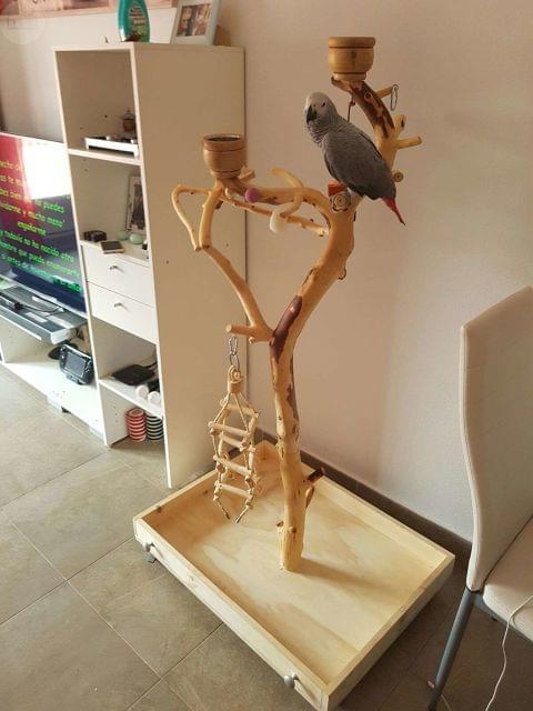 ARBOLES JAVA PARA LOROS 】 Excelente PRECIO - Tienda Loros