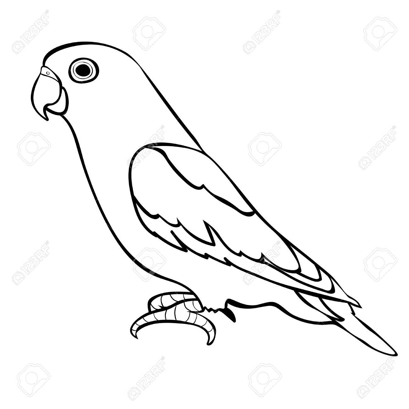 Dibujos de LOROS para Colorear 】 LOROS de Dibujos - Loros