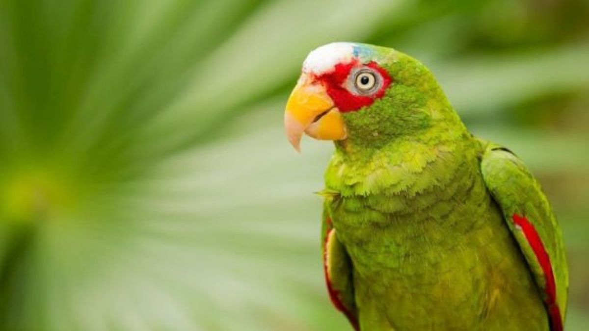 Información de los Loros 】 ¿Cómo son los loros? Características