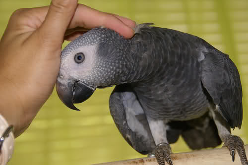 Enseña a tu LORO a HABLAR - Guía EXPERTA y EFICAZ