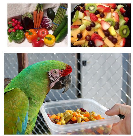 La mejor Comida para Loros, Guía Completa - Tienda Loros