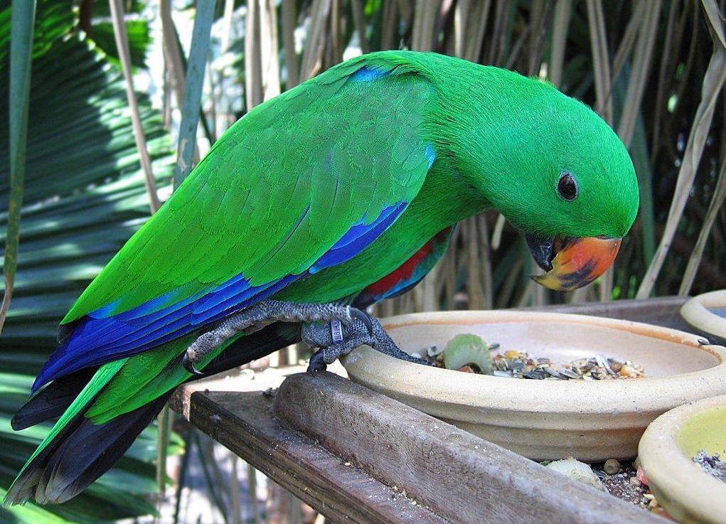 PIENSO y COMIDA para Loros 】 Alimento Loros - Tienda Loros