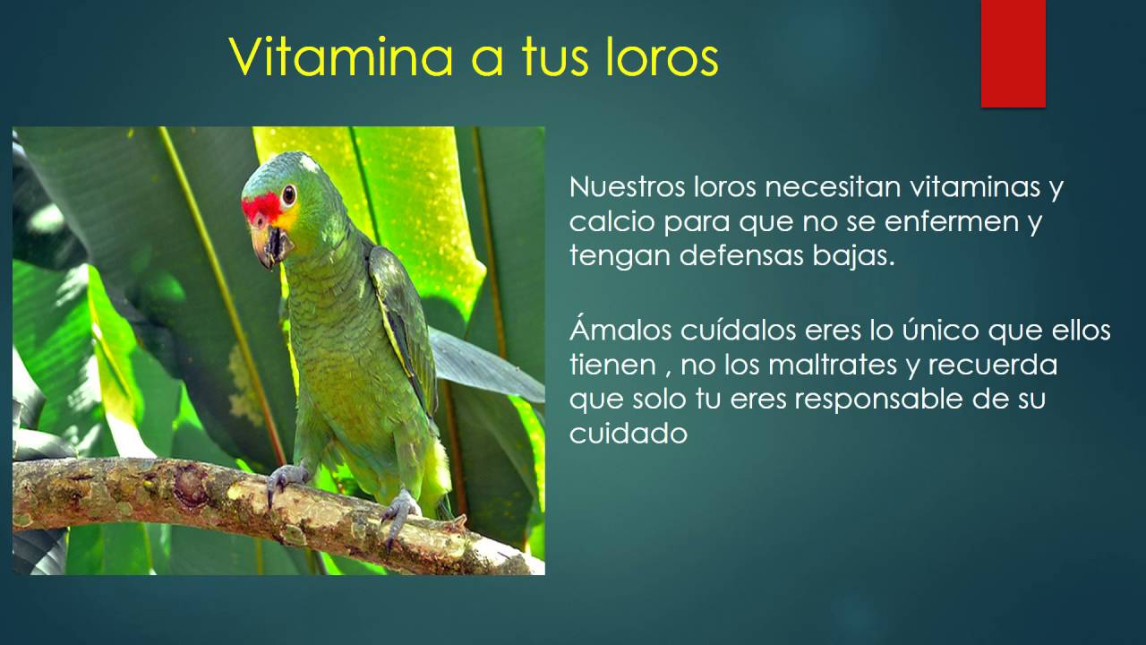 PIENSO y COMIDA para Loros 】 Alimento Loros - Tienda Loros