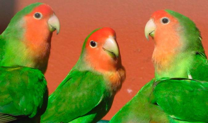 Descubre TIPOS de LOROS y COTORROS - Guía COMPLETA