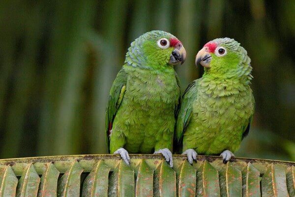 Descubre DÓNDE Viven los LOROS - ¡Sorpréndete!