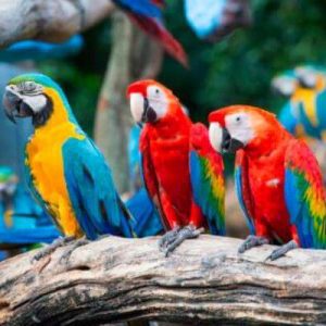 TIPOS DE LOROS 】 TODAS las Especies de Loros y clases existentes