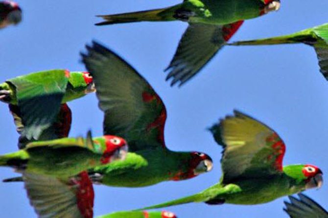 Descubre TIPOS de LOROS y COTORROS - Guía COMPLETA