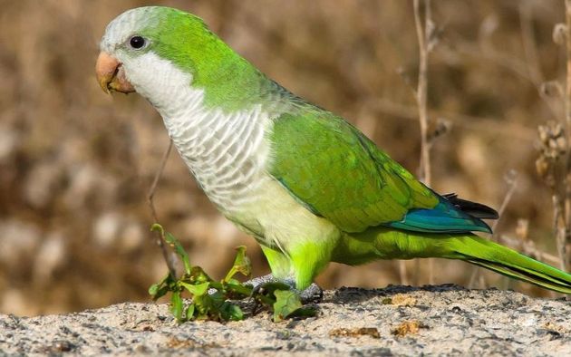 Descubre TIPOS de LOROS y COTORROS - Guía COMPLETA