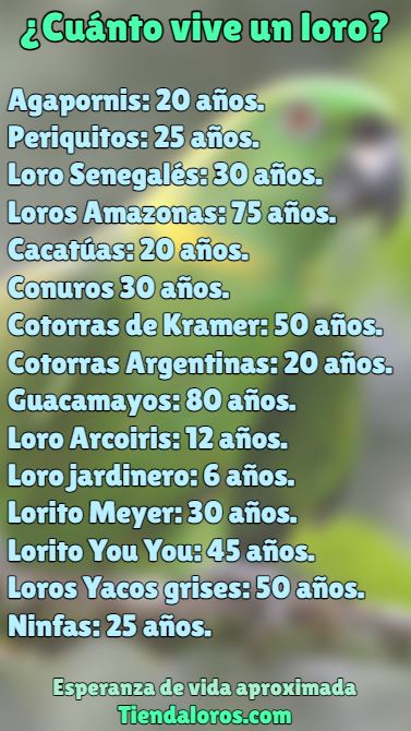 Descubre La Longevidad De Los Loros ¡sorpréndete