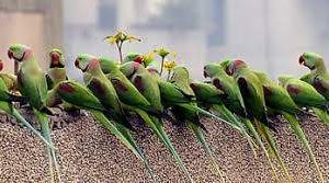Descubre LOROS en su HÁBITAT - Fotos ÚNICAS y VIVAS