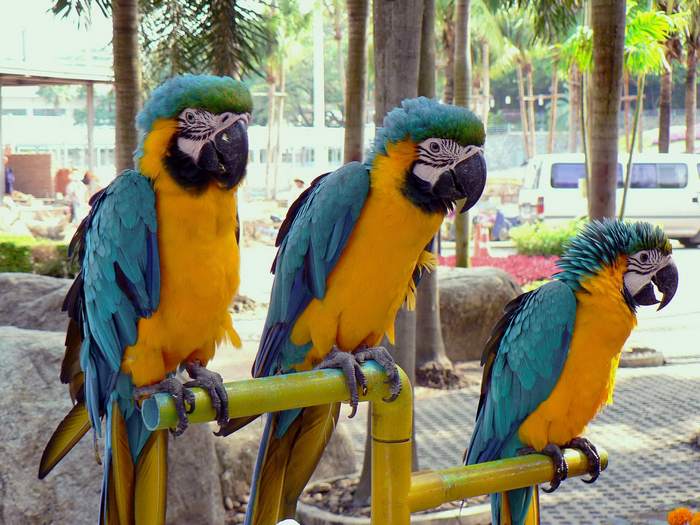 Descubre LOROS en su HÁBITAT - Fotos ÚNICAS y VIVAS