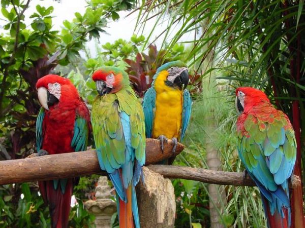 Descubre LOROS en su HÁBITAT - Fotos ÚNICAS y VIVAS