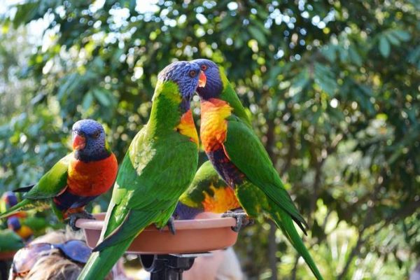 Descubre LOROS en su HÁBITAT - Fotos ÚNICAS y VIVAS