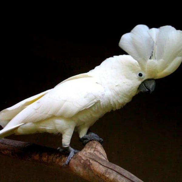 Descubre TIPOS de LOROS y COTORROS - Guía COMPLETA