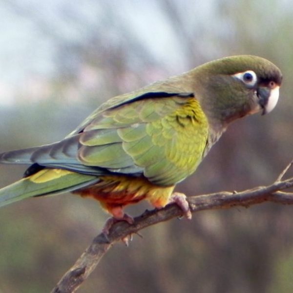 Descubre TIPOS de LOROS y COTORROS - Guía COMPLETA