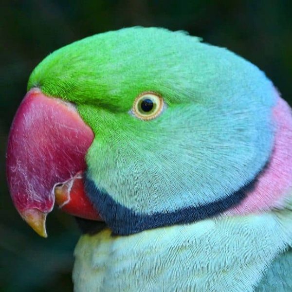 Descubre los TIPOS de COTORRAS - Guía COMPLETA