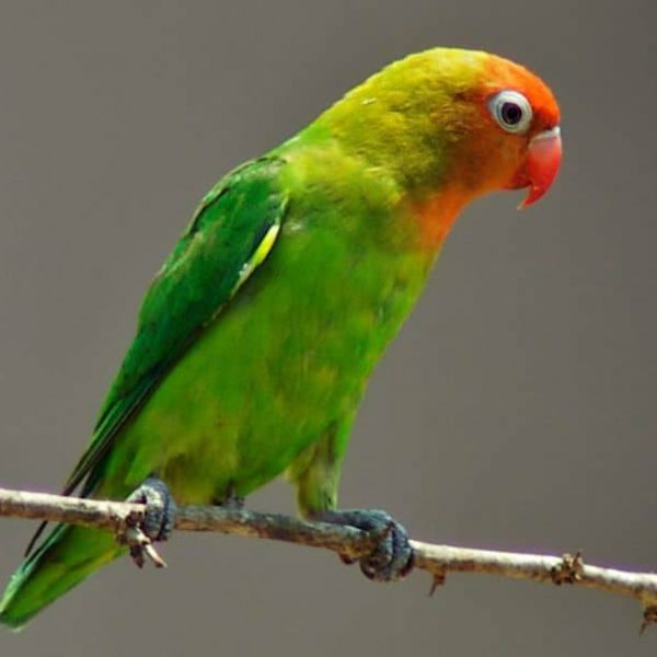 El Inseparable Cabecinegro y Todo lo que se sabe Sobre Ellos 】 Tienda Loros