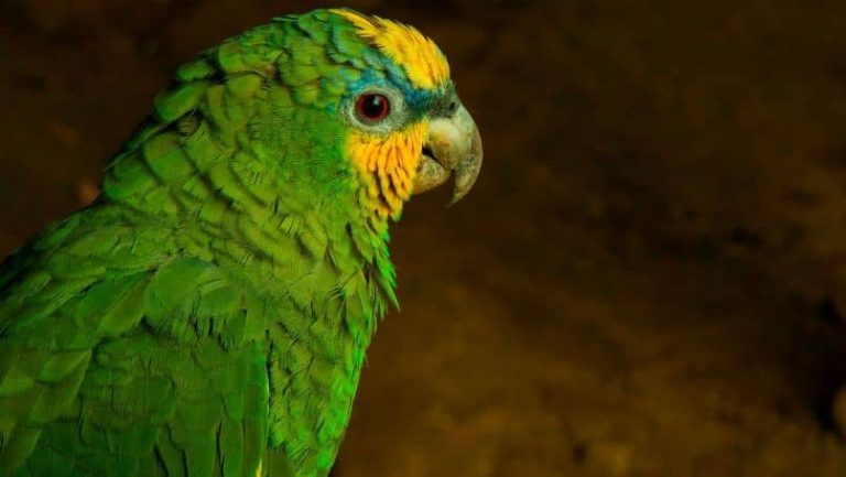 Descubre el LORO AMAZONAS - Guía COMPLETA y Única