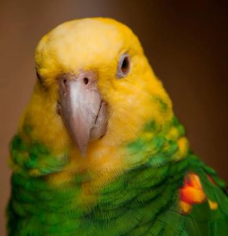 Descubre el LORO AMAZONAS - Guía COMPLETA y Única