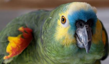 Descubre el LORO AMAZONAS - Guía COMPLETA y Única