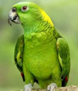 Descubre el LORO AMAZONAS - Guía COMPLETA y Única