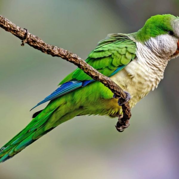 Descubre TIPOS de LOROS y COTORROS - Guía COMPLETA