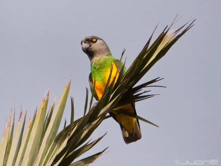 TIPOS DE LOROS 】 TODAS las Especies de Loros y clases existentes