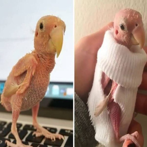 Descubre TIPOS de LOROS y COTORROS - Guía COMPLETA