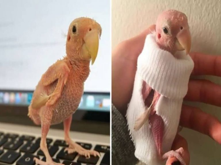 Información de los Loros 】 ¿Cómo son los loros? Características