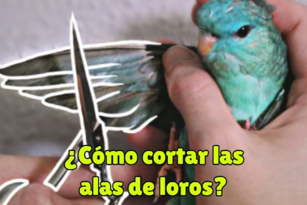 Guía EXPERTA: CORTAR Alas de LORO con Seguridad