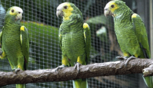 Descubre los TIPOS de LOROS ÚNICOS en Colombia!
