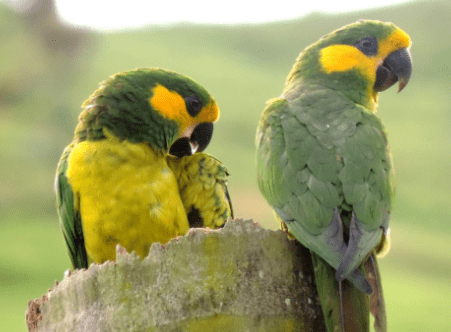 Descubre los TIPOS de LOROS ÚNICOS en Colombia!