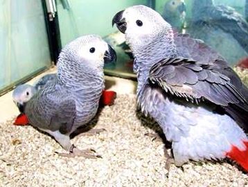 Descubre el COSTO del Loro Yaco - ¡DETALLES Exclusivos!