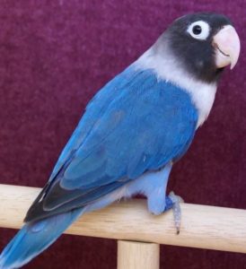 Descubre los COLORES de AGAPORNIS - GUÍA Visual!